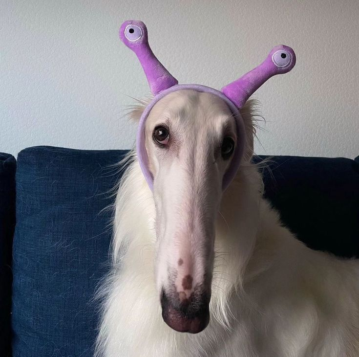 Disqus Conversations - God Dog Cult