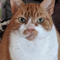 Disqus Profile - Eric_T_Cat_Redux